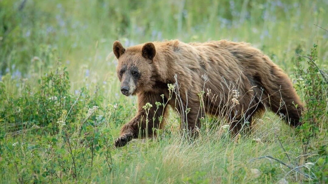 Petition · Stop the Bears from being killed! - Kelowna, Canada · Change.org