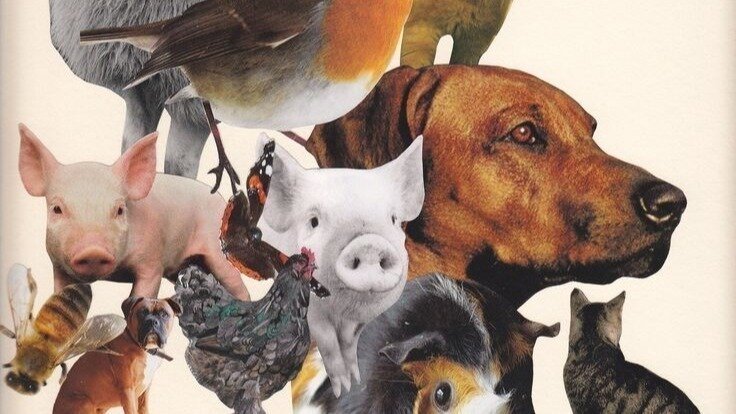 Petition · Ensure the well-being of animals who cannot speak for ...