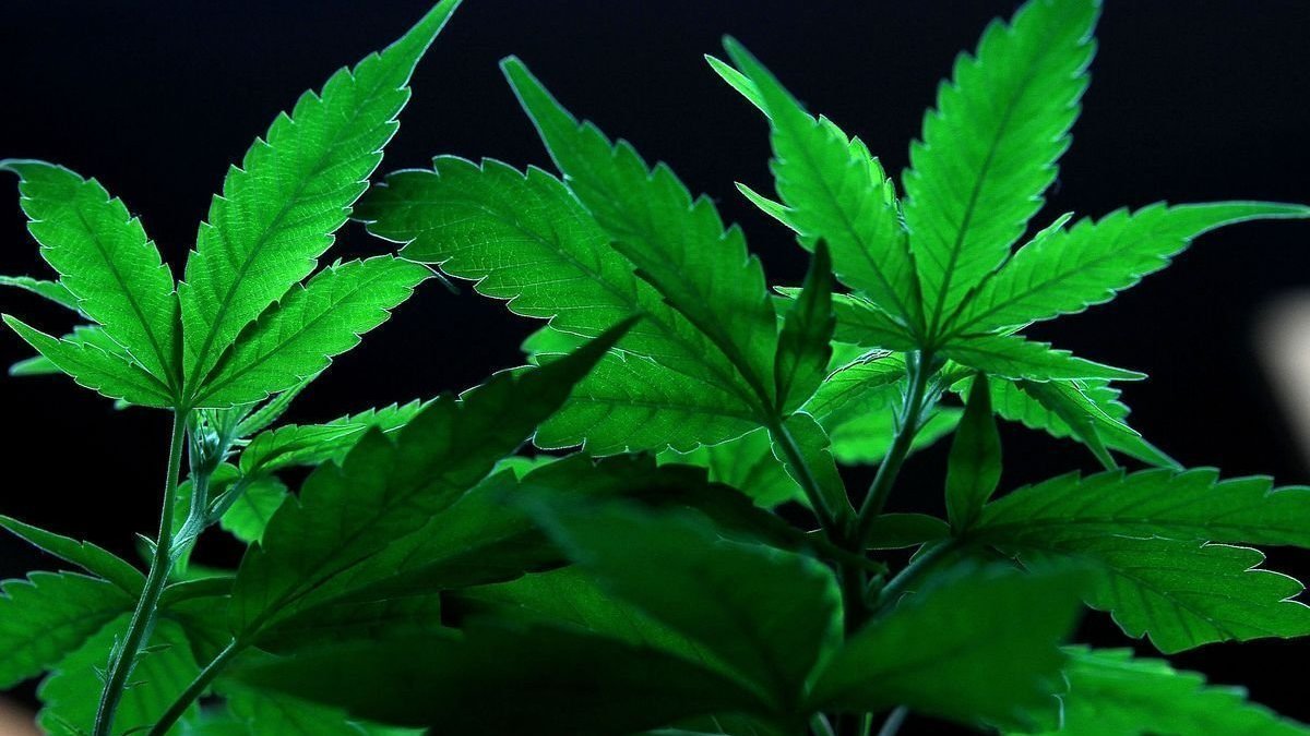 Petition update · “Comprehensive” Moratorium? · Change.org · Change.org