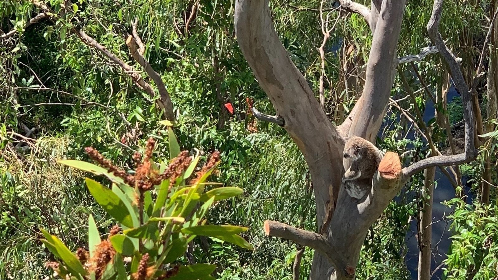 Petition · Change the laws to protect koala habitat and stop clearing ...