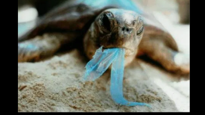 Petition · SAVE THE TURTLES - United States · Change.org