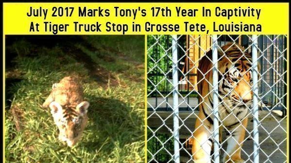 Petition · FREE TIGER TONY AND SEND HIM TO REPUTABLE SANCTUARY - United ...
