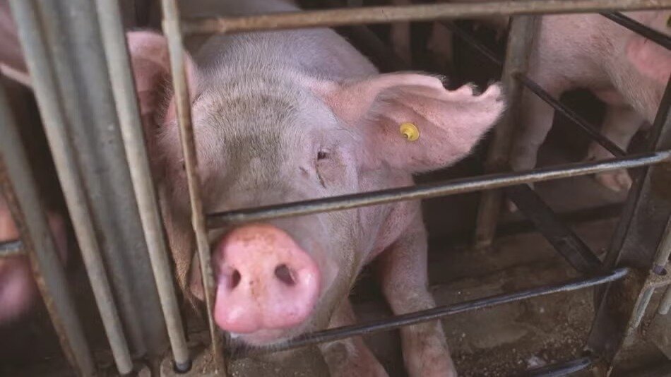 Petition · Defend Proposition 12: Stop Farm Animal Cruelty - United ...