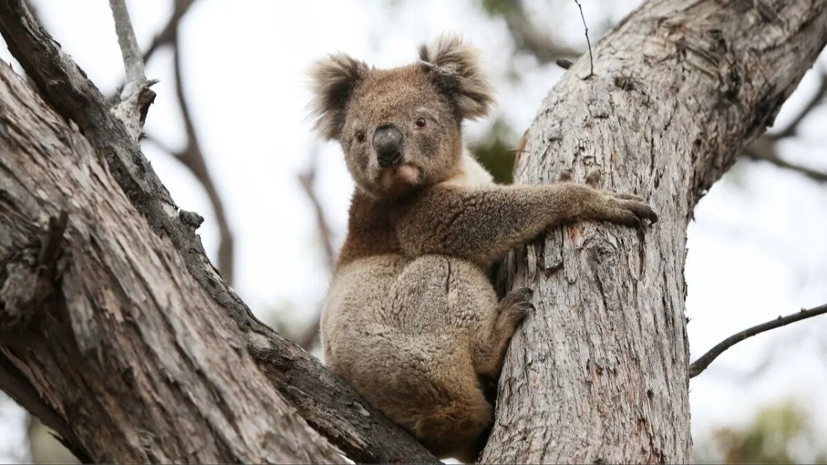 Petition · Save Koalas: Build Koala Conservation Centers in Australia ...