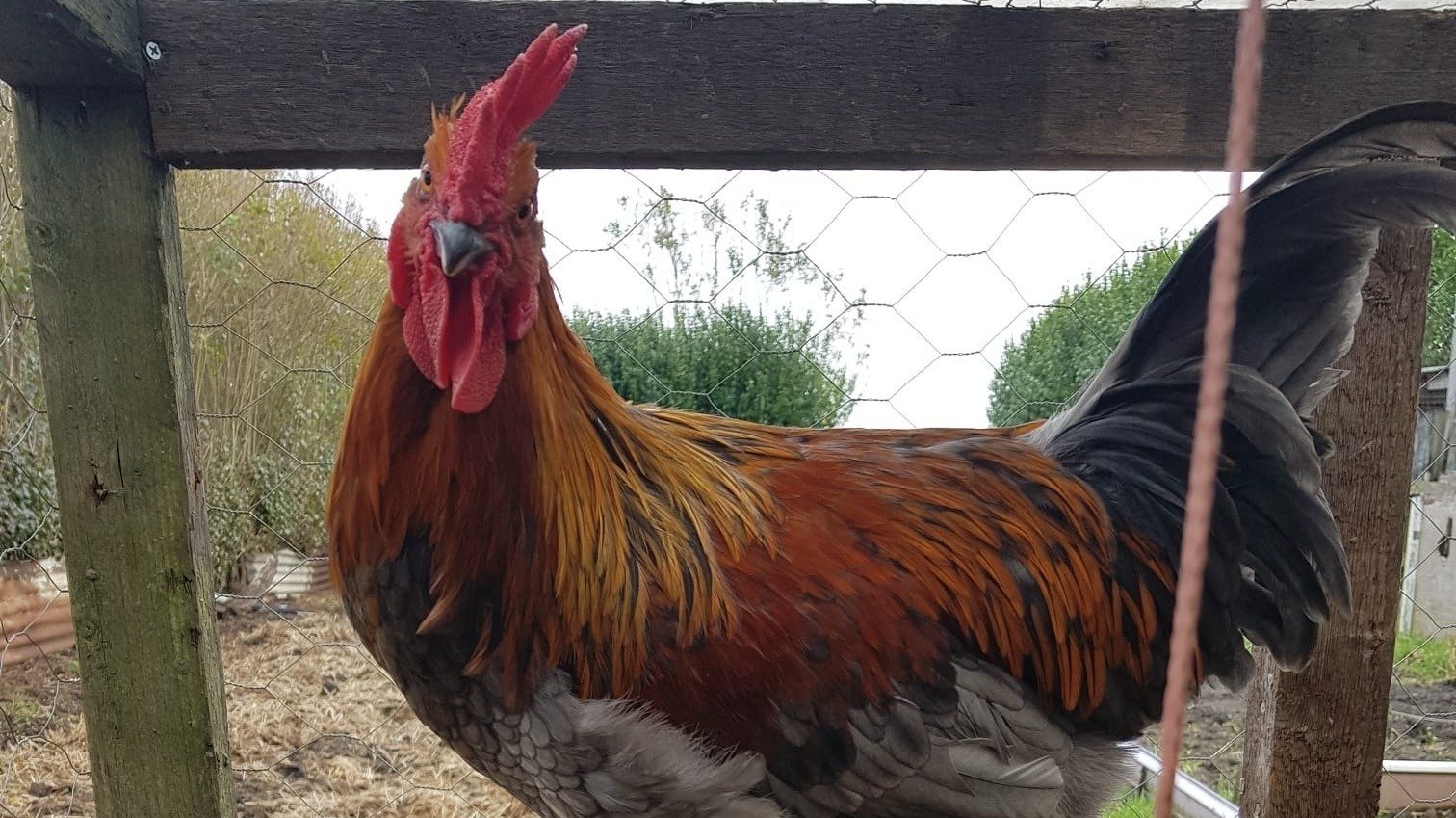 Petition · Save our Cockerels - United Kingdom · Change.org