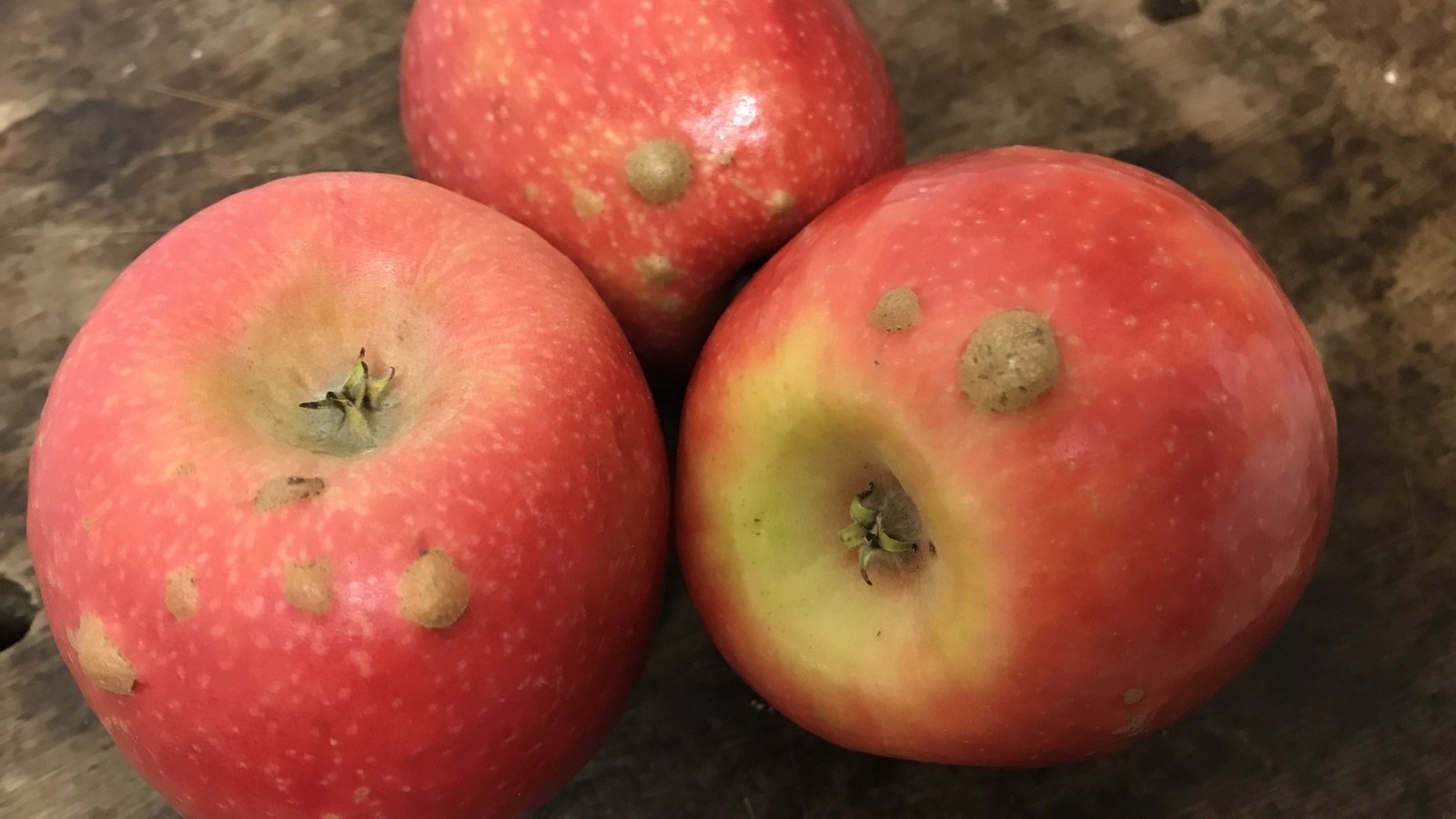 Petition · Buy fruit and veggies that are naturally blemished and not ...