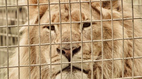 Petition · Support Animal Free Circuses in NSW - Australia · Change.org
