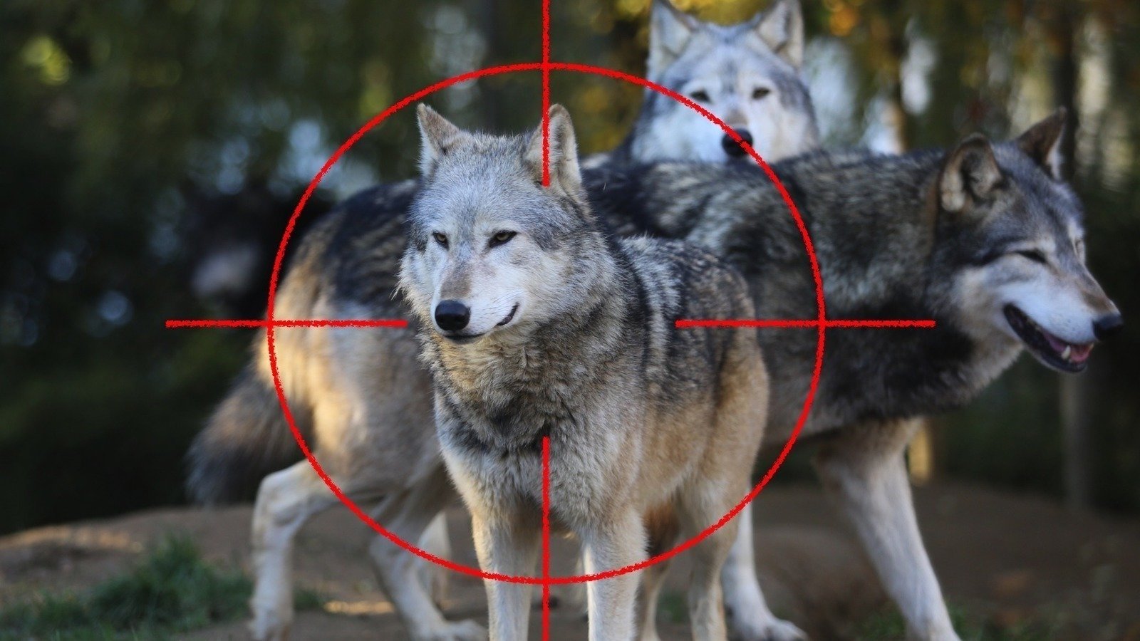Petition · End Saskatchewan's Wolf Cull - Canada · Change.org