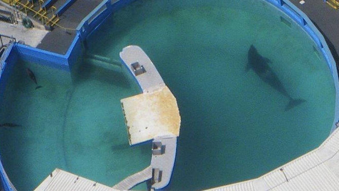 Petition · End the Orca Exhibit at Sea World · Change.org