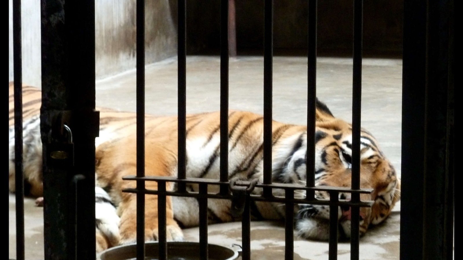 Petition · Stop Zoo Cruelty: Animals Belong in the Wild - United States ...