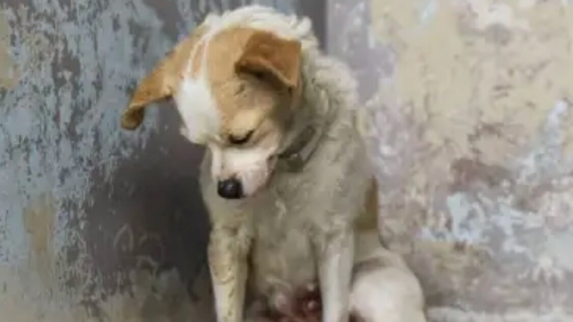 Petition · End Animal Dumping, Abuse, and Euthanizing in Texas - United ...