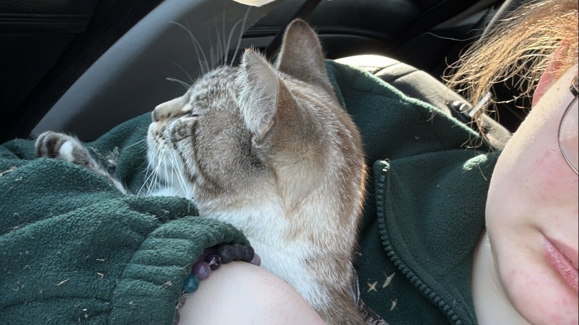 Petition · Mandate stopping for cats hit in traffic in Scotland ...