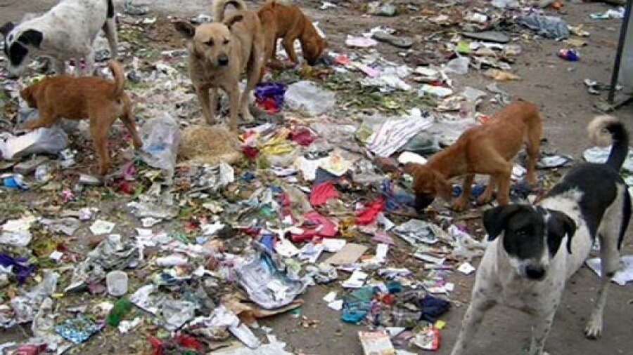 Petition · Providing Shelter and Care for Stray Cats and Dogs ...