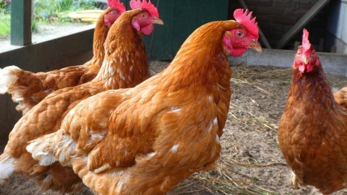 Petition · Allow Residents to Keep Four Chickens in Fowlerville Village ...