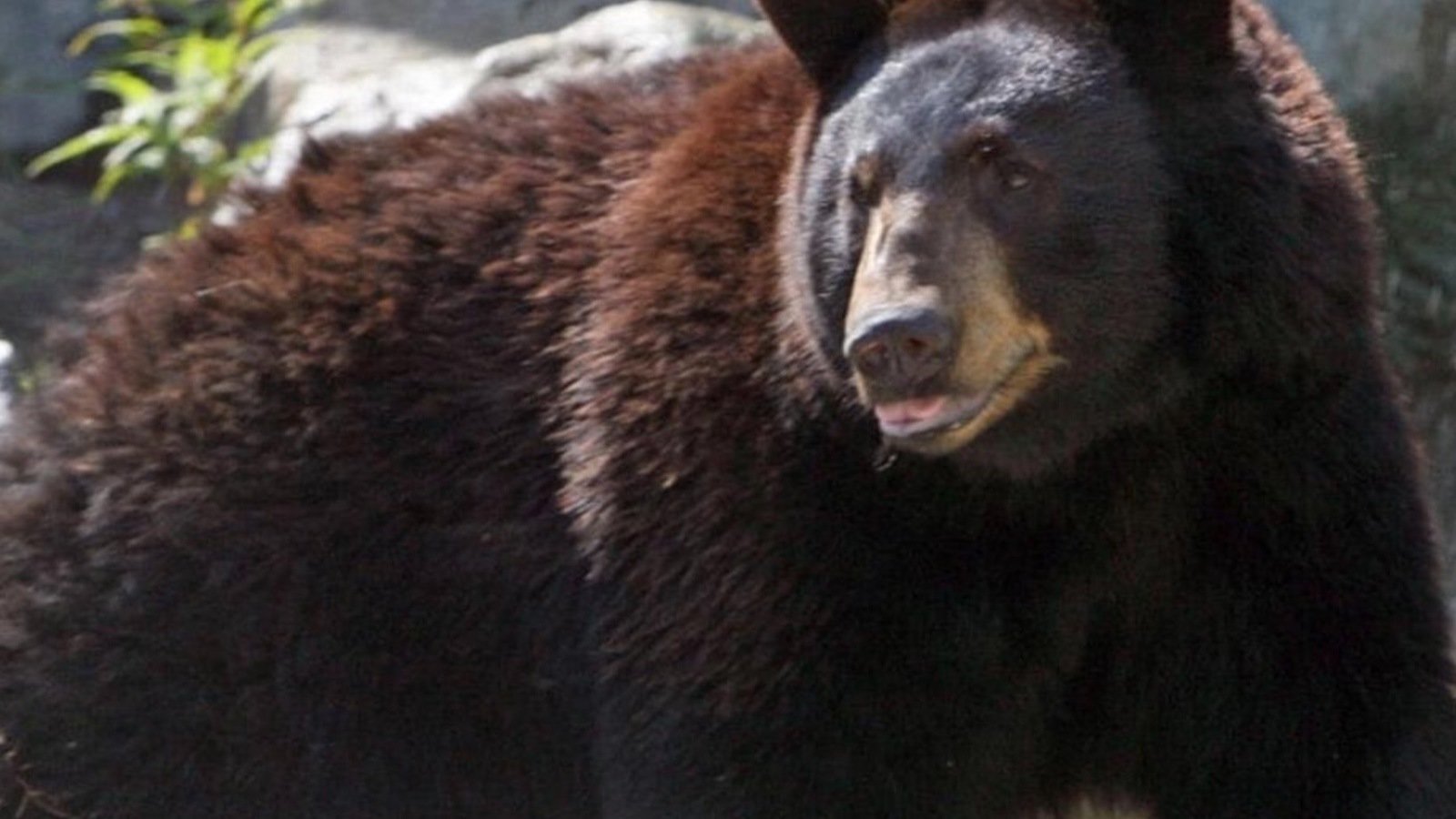 Petition · Ct bear management - United States · Change.org