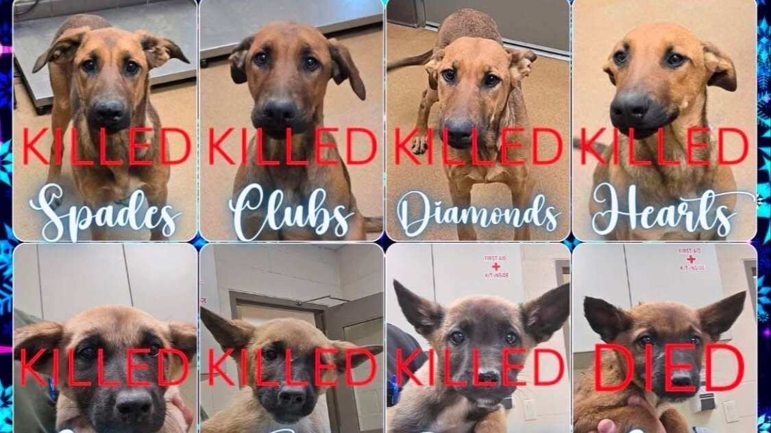 Petition · Combat Inhumane Treatment and Unnecessary Euthanasia of ...