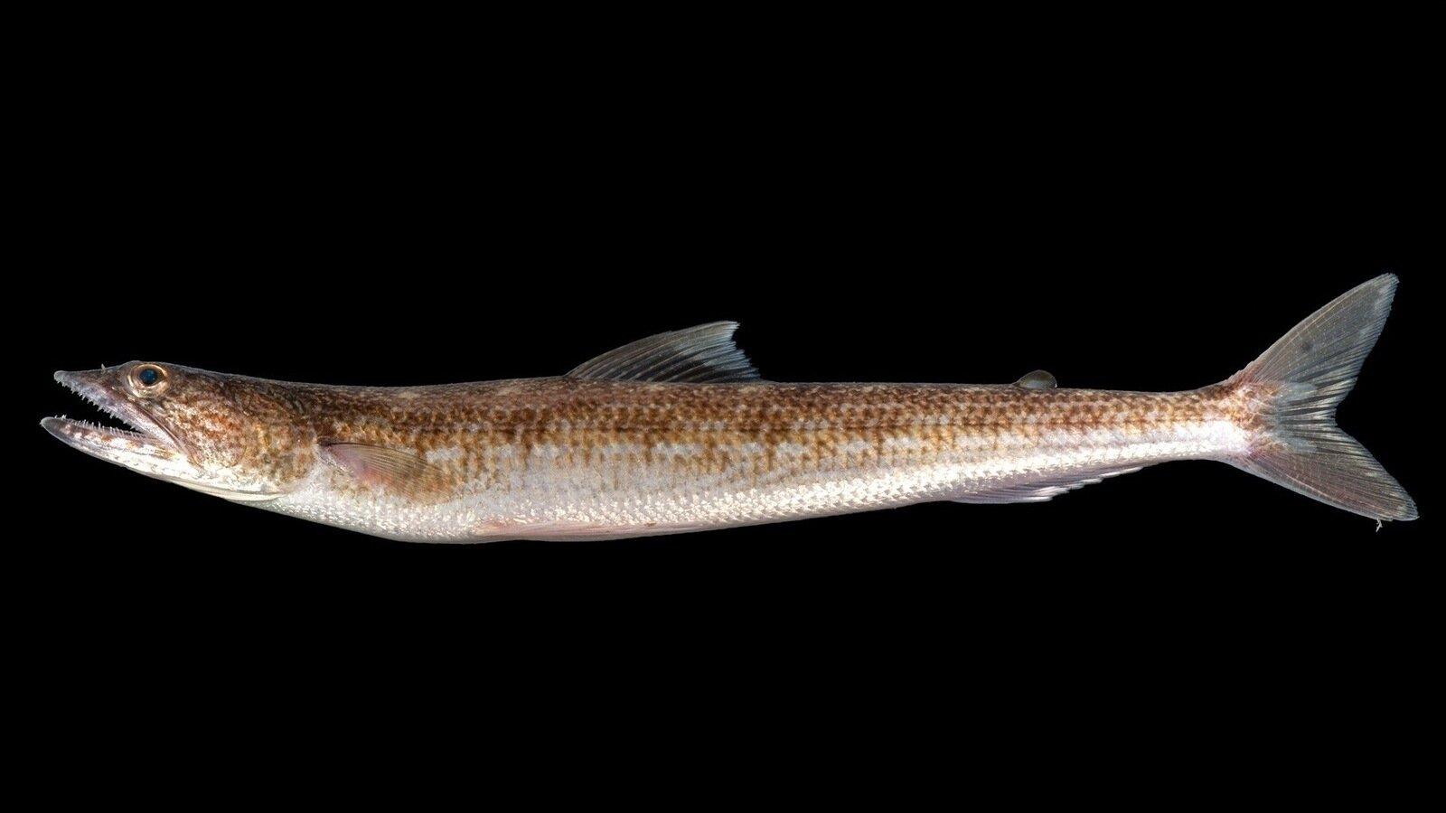 Petition · Change the state fish to the “Lizard Fish” - United States ...