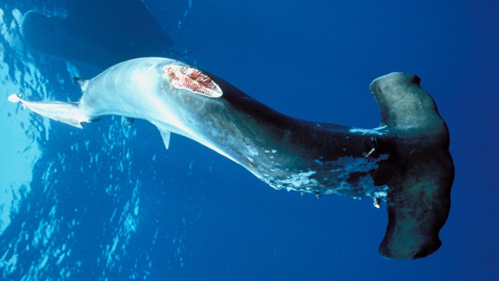 Petition · Ban shark finning - Canada · Change.org