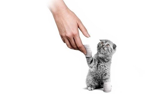 Petition · Ban the inhumane practice of declawing of cats in Ontario ...