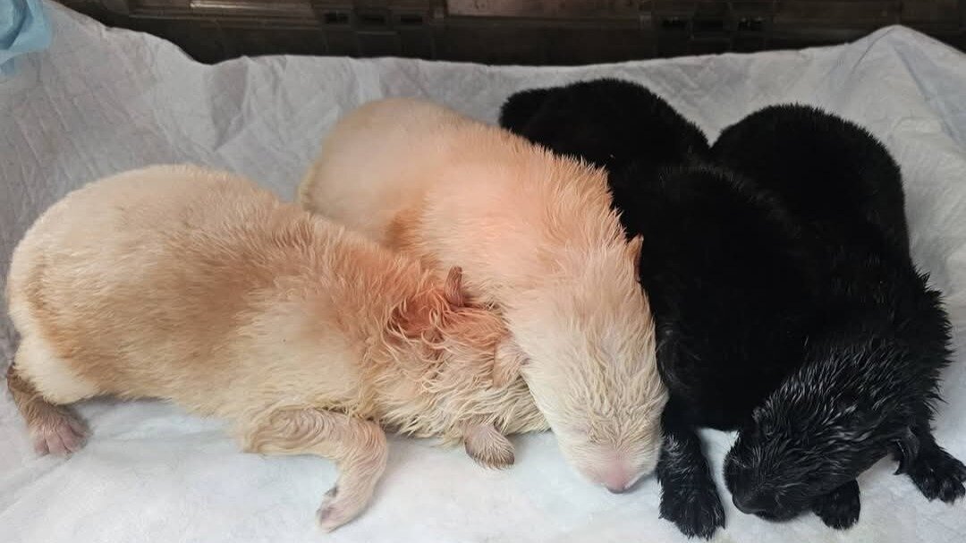 Petition · Demand the maximum penalty for animal abuser, Tanner Pool ...