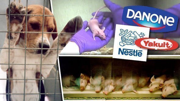 Petition · STOP NESTLE, DANONE AND YAKULT TESTING ON ANIMALS - United ...