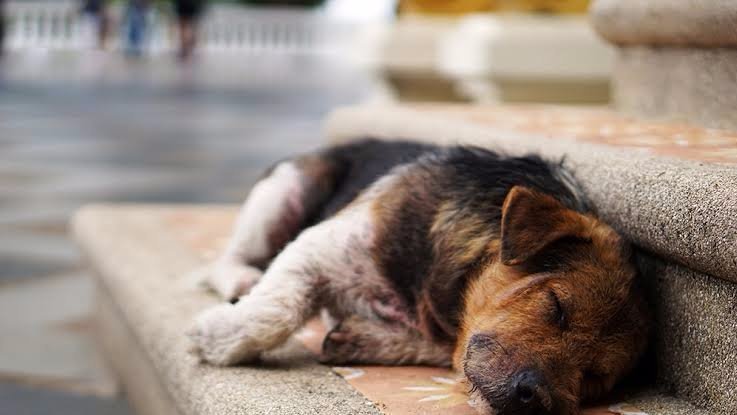 Petition · Stop animal slaughter - India · Change.org