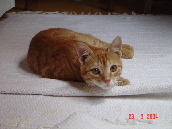 Petition · Stop Venezuela From Fishing With Cats And Kittens - Egypt ...