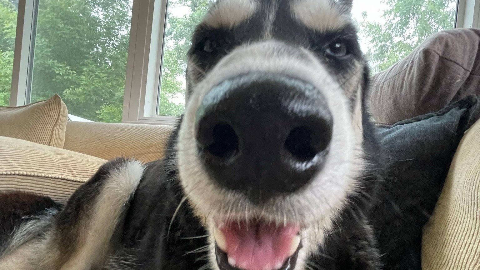 Petition · Dogs worldwide - United States · Change.org