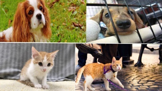 Petition · Take stand to eradicate animal cruelty - Philippines ...