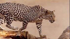 Petition · Save the Arabian leopards from near extinction in Saudi ...