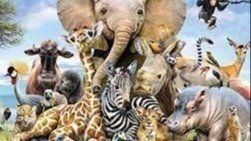 Petition · The earth will lose its soul without animals - India ...