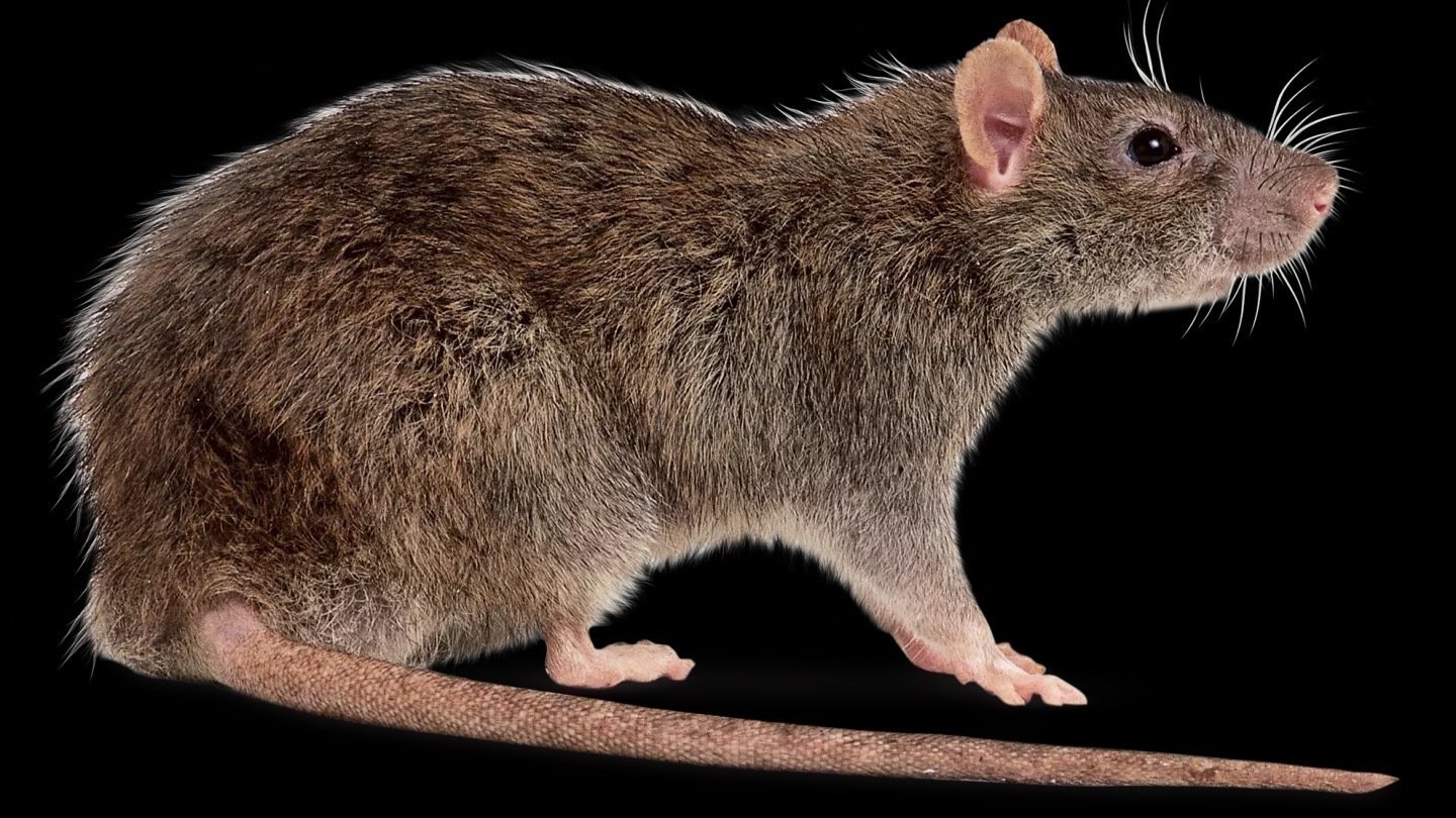 Petition · The needs of Rats and how to Support them - United States ...
