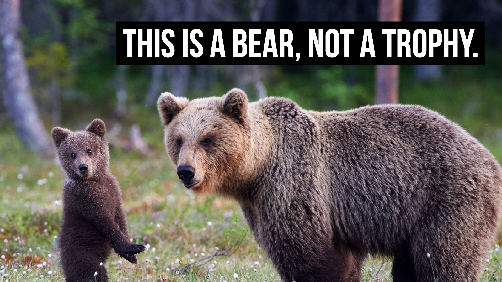 Petition · Stop the Hunt: End Trophy Killings - United States · Change.org