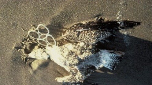 Petition · Ban Plastic Six-Pack Rings Now! - United States · Change.org