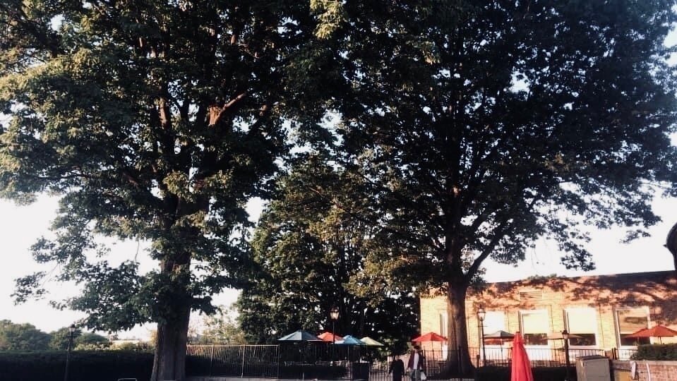 Petition · Save the Penn Harris Oak Trees - Camp Hill, United States ...