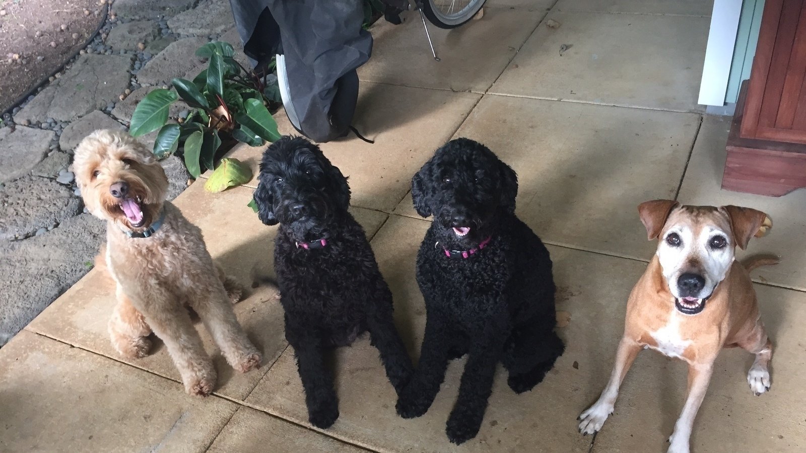 Petition · ALLOW dogs access to KAILUA District Park and Dismiss ...