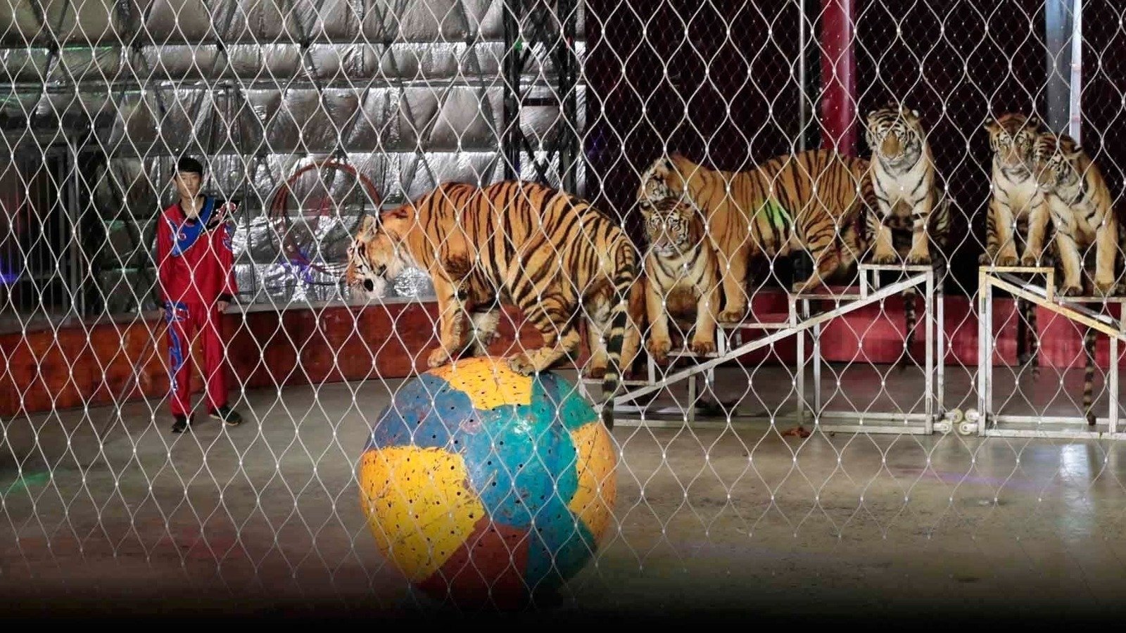 Petition · Circus Animals; Stop the Cruelty - Philippines · Change.org