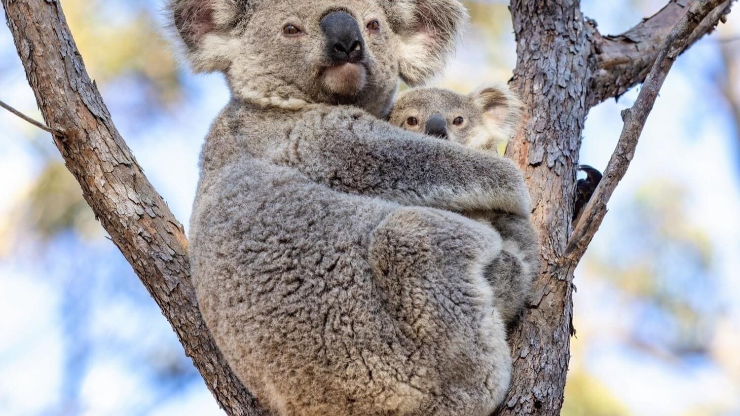 Petition · Installation of the Toohey Forest Wildlife Fauna Crossing ...