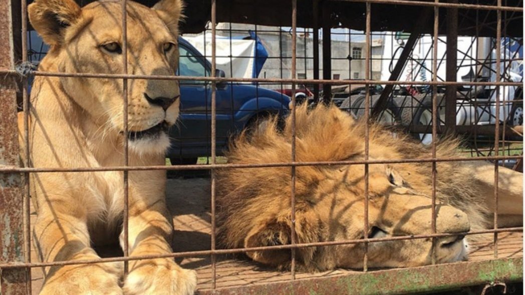 Petition · No to zoos. No animal confinement in cages. - India · Change.org