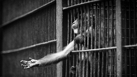 Petition · All Zoos Should be Banned - United States · Change.org