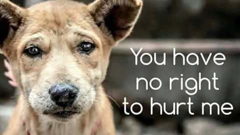 Petition · Justice for Dogs!! - India · Change.org