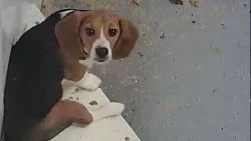 Petition · End Beagle Testing: Shut Down MBR Acres & Its Parent Company ...