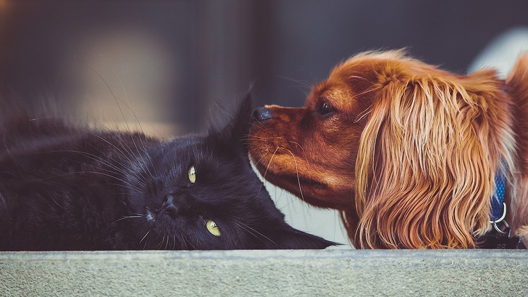 Petition · Effective handling of stray and domestic animals ...