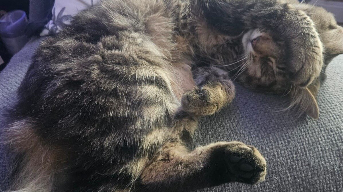 Petition · Grant A Legal Requirement To Report All Feline Injured In ...