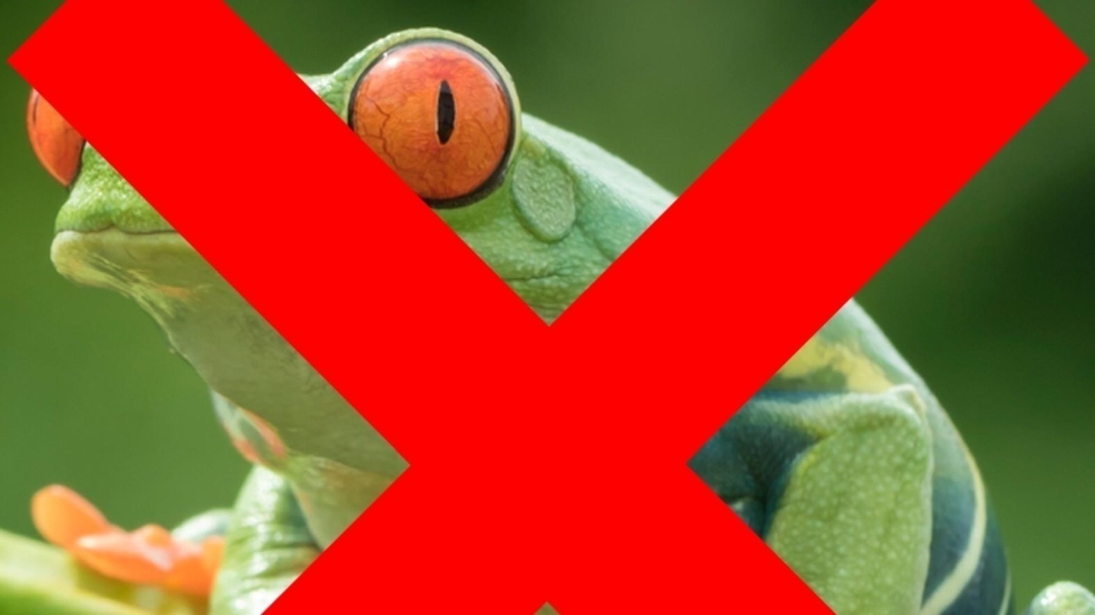 Petition Kill All Frogs To Ever Exist Change Petition Kill All Frogs To Ever Exist Change