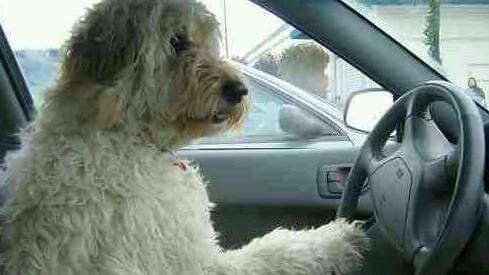 Petition · i think there should be a law that dogs should not be ...