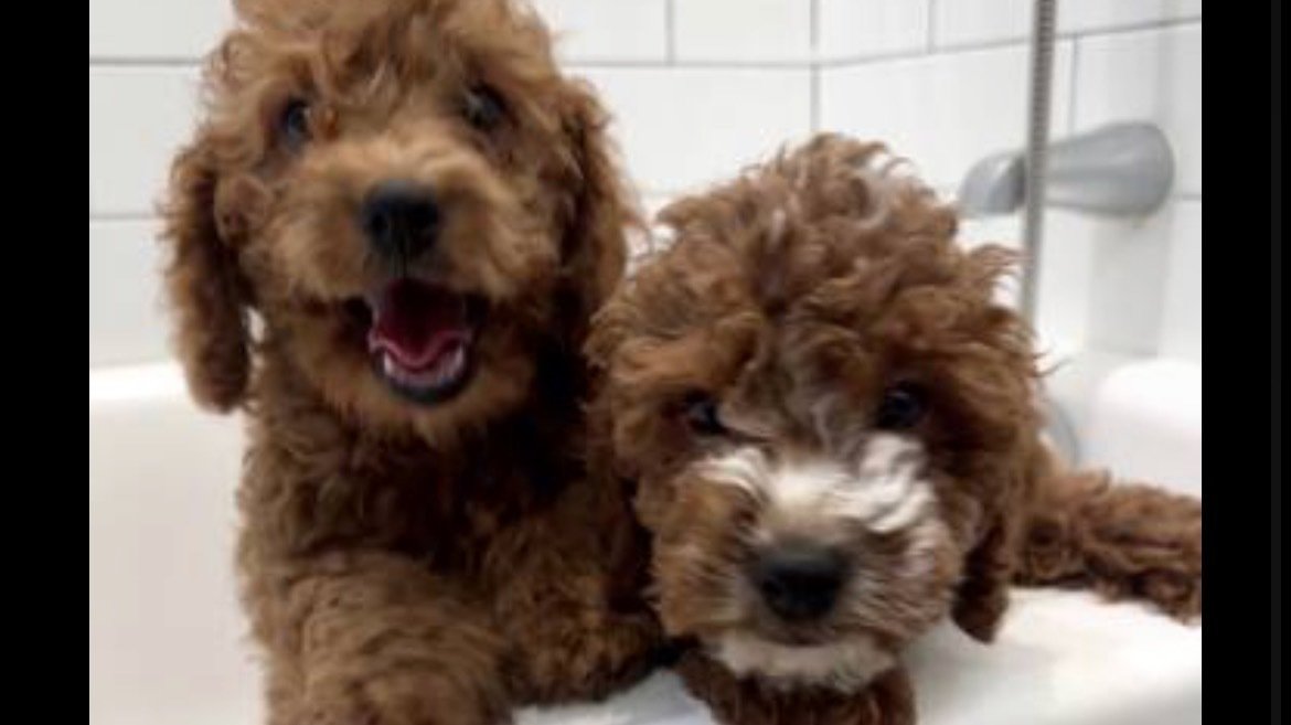 Petition · Help me get a puppy!!! · Change.org