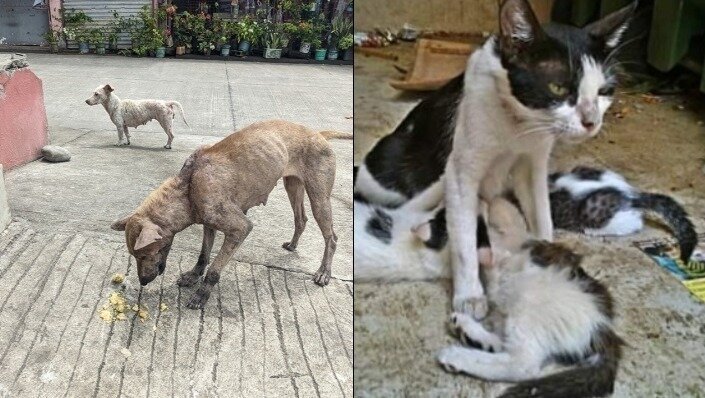 Petition · HOMELESS NOT WORTHLESS: HELP FEED AND FIND HOMES FOR STRAY ...