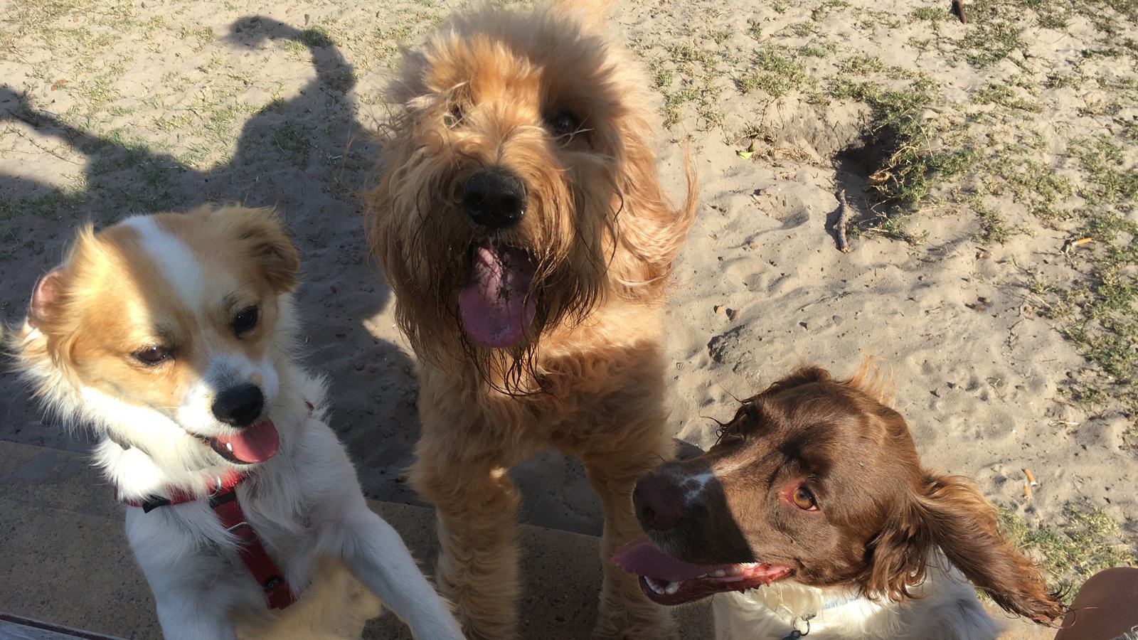 Petition · LIGHTING & SECURE FENCING for DOGS AT BAKER PARK, COOGEE ...