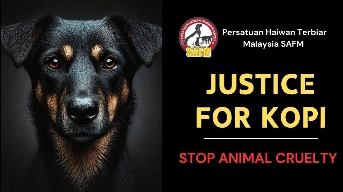 Petition · Justice for Kopi – Stop the Cruelty Against Stray Animals ...